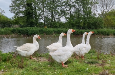 PACT - Other Animals for Rehoming