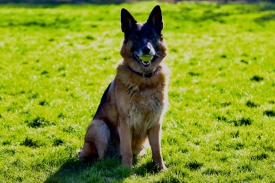 PACT - Dogs For Rehoming Norfolk Norwich Dog Rescue