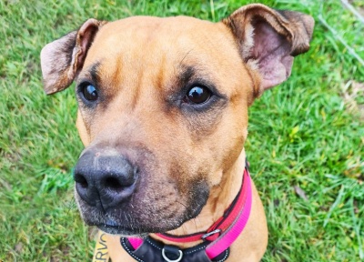 PACT - Dogs For Rehoming Norfolk Norwich Dog Rescue