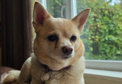 PACT - Dogs For Rehoming Norfolk Norwich Dog Rescue