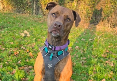 PACT - Dogs For Rehoming Norfolk Norwich Dog Rescue