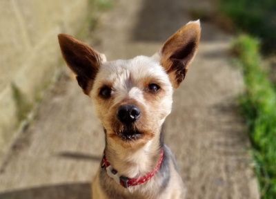 PACT - Dogs For Rehoming Norfolk Norwich Dog Rescue