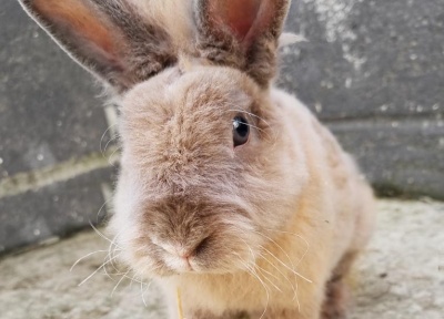 PACT - Rabbits For Rehoming PACT Animal Sanctuary