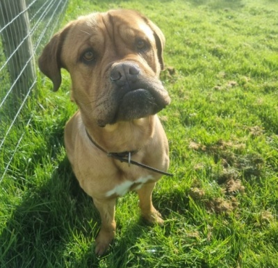 PACT - Dogs For Rehoming Norfolk Norwich Dog Rescue