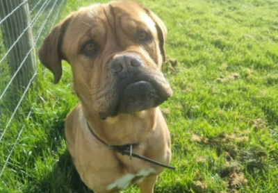 PACT - Dogs For Rehoming Norfolk Norwich Dog Rescue