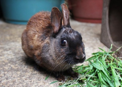 PACT - Rabbits For Rehoming PACT Animal Sanctuary