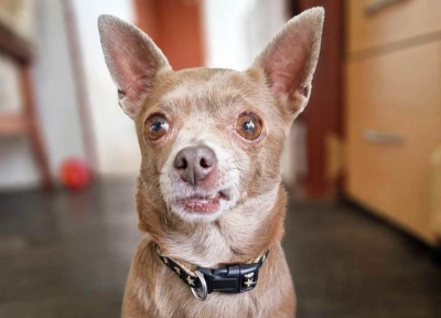 PACT - Dogs For Rehoming Norfolk Norwich Dog Rescue