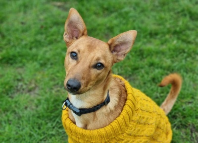 PACT - Dogs For Rehoming Norfolk Norwich Dog Rescue