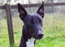 PACT - Dogs For Rehoming Norfolk Norwich Dog Rescue