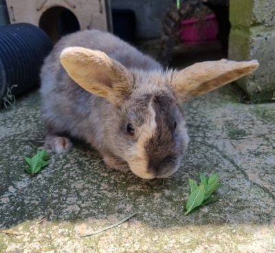 PACT - Rabbits For Rehoming PACT Animal Sanctuary