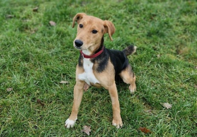 PACT - Dogs For Rehoming Norfolk Norwich Dog Rescue