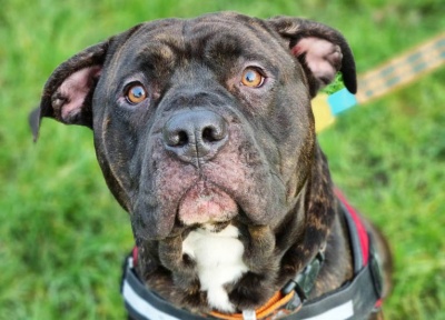 PACT - Dogs For Rehoming Norfolk Norwich Dog Rescue