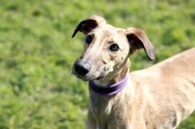 PACT - Dogs For Rehoming Norfolk Norwich Dog Rescue