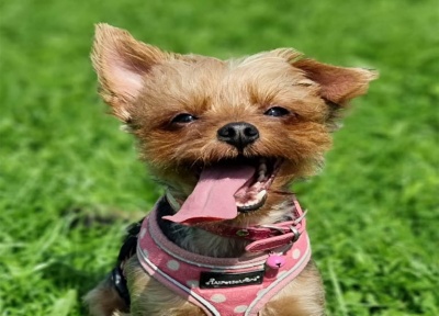 PACT - Dogs For Rehoming Norfolk Norwich Dog Rescue