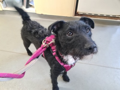 PACT - Dogs For Rehoming Norfolk Norwich Dog Rescue