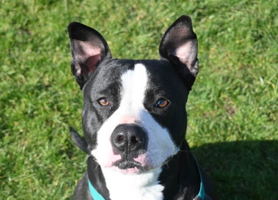 PACT - Dogs For Rehoming Norfolk Norwich Dog Rescue