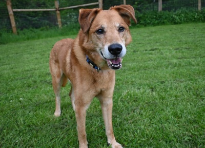 PACT - Dogs For Rehoming Norfolk Norwich Dog Rescue