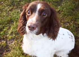 PACT - Dogs For Rehoming Norfolk Norwich Dog Rescue