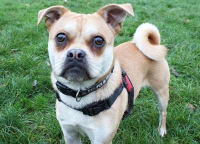 PACT - Dogs For Rehoming Norfolk Norwich Dog Rescue