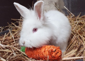 PACT - Rabbits For Rehoming PACT Animal Sanctuary
