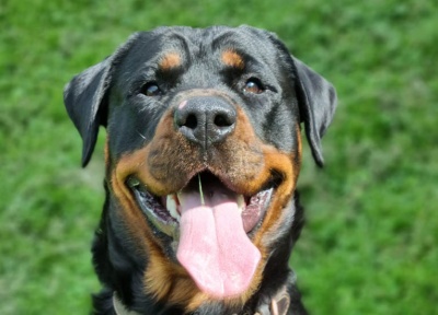 PACT - Dogs For Rehoming Norfolk Norwich Dog Rescue