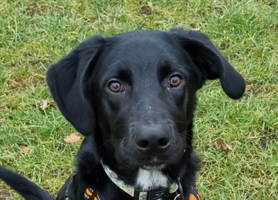 PACT - Dogs For Rehoming Norfolk Norwich Dog Rescue