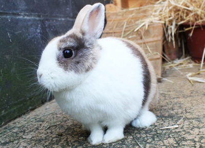 PACT - Rabbits For Rehoming PACT Animal Sanctuary