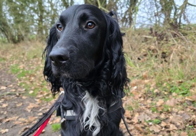 PACT - Dogs For Rehoming Norfolk Norwich Dog Rescue