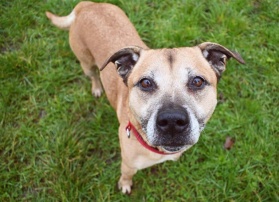 PACT - Dogs For Rehoming Norfolk Norwich Dog Rescue