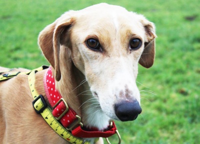 PACT - Dogs For Rehoming Norfolk Norwich Dog Rescue