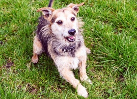 PACT - Dogs For Rehoming Norfolk Norwich Dog Rescue