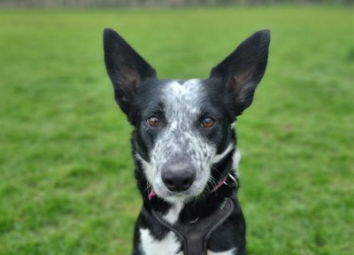 PACT - Dogs For Rehoming Norfolk Norwich Dog Rescue