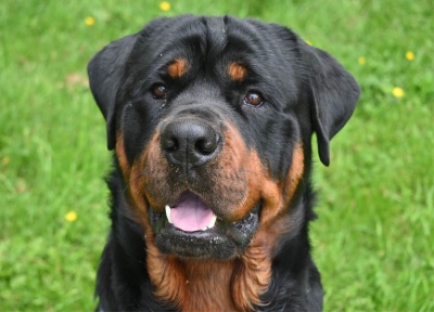 PACT - Dogs For Rehoming Norfolk Norwich Dog Rescue