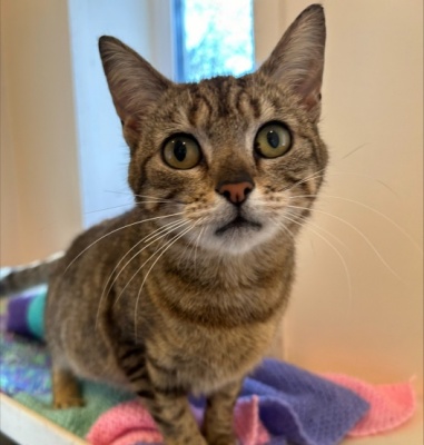 PACT - Rescue cats, Norfolk cat shelter, rescue cat