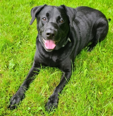 PACT - Dogs For Rehoming Norfolk Norwich Dog Rescue