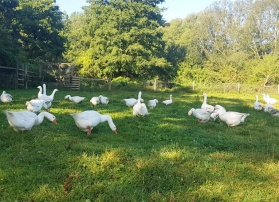 PACT - Other Animals for Rehoming