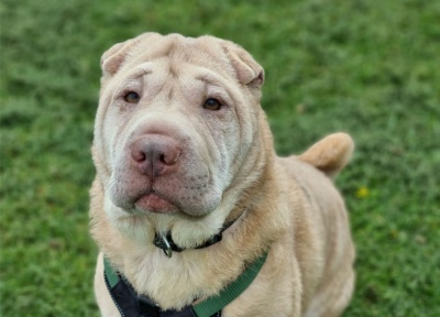 PACT - Dogs For Rehoming Norfolk Norwich Dog Rescue