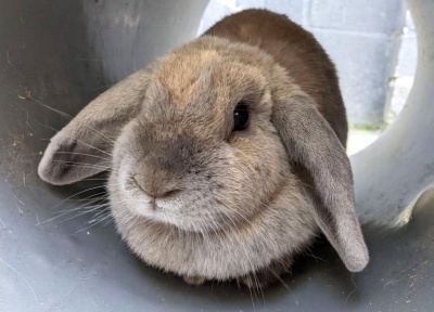 PACT - Rabbits For Rehoming PACT Animal Sanctuary
