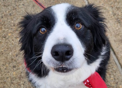 PACT - Dogs For Rehoming Norfolk Norwich Dog Rescue