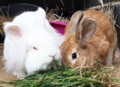 PACT - Rabbits For Rehoming PACT Animal Sanctuary