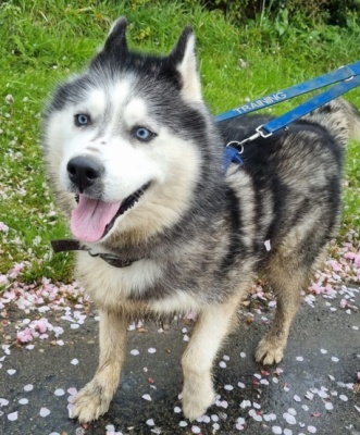 PACT - Dogs For Rehoming Norfolk Norwich Dog Rescue