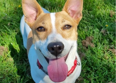 PACT - Dogs For Rehoming Norfolk Norwich Dog Rescue