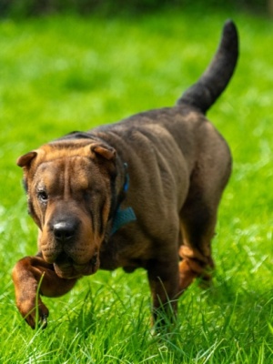 PACT - Dogs For Rehoming Norfolk Norwich Dog Rescue