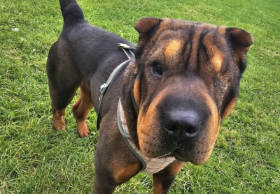 PACT - Dogs For Rehoming Norfolk Norwich Dog Rescue