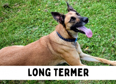 PACT - Dogs For Rehoming Norfolk Norwich Dog Rescue