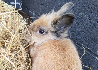PACT - Rabbits For Rehoming PACT Animal Sanctuary