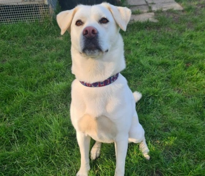 PACT - Dogs For Rehoming Norfolk Norwich Dog Rescue