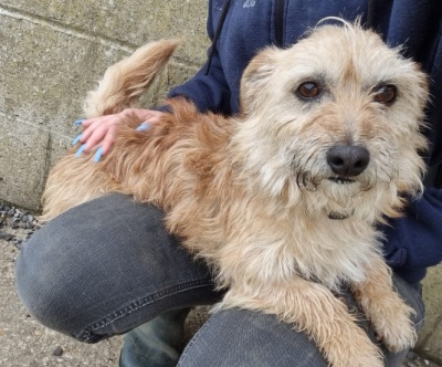 PACT - Dogs For Rehoming Norfolk Norwich Dog Rescue