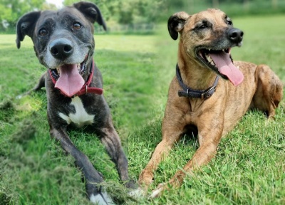PACT - Dogs For Rehoming Norfolk Norwich Dog Rescue