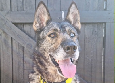 PACT - Dogs For Rehoming Norfolk Norwich Dog Rescue